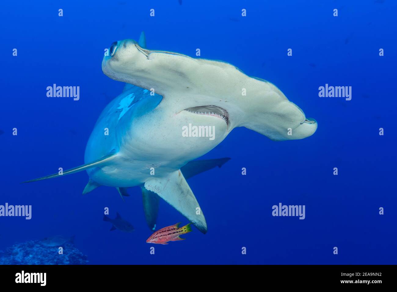 Bowhead hammerhead shark (Sphyrna lewini) at the cleaning station and ...