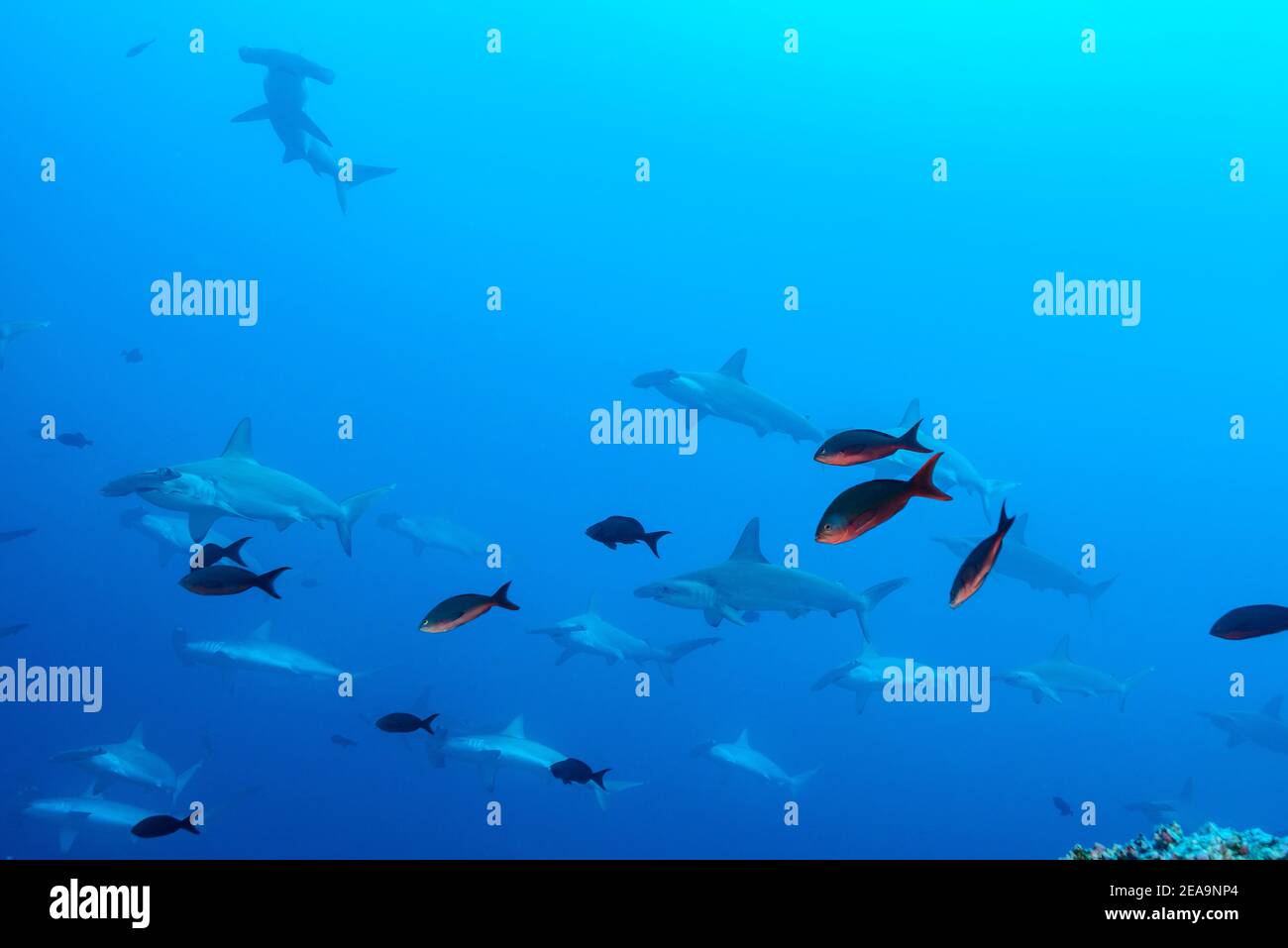 Bow-forehead hammerheads (Sphyrna lewini), school of sharks, Cocos ...