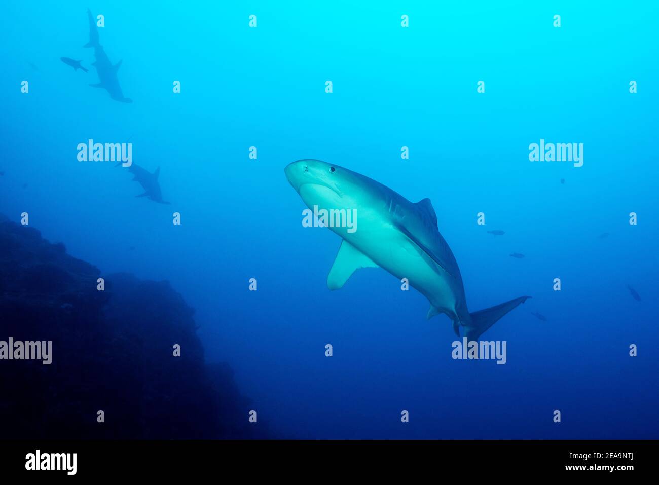 Galapagos shark (Carcharhinus galapagensis) and bow-forehead hammerhead ...