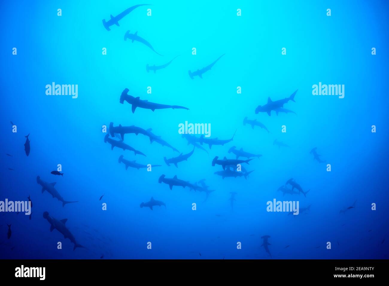 Bow-forehead hammerheads (Sphyrna lewini), school of sharks, Cocos ...