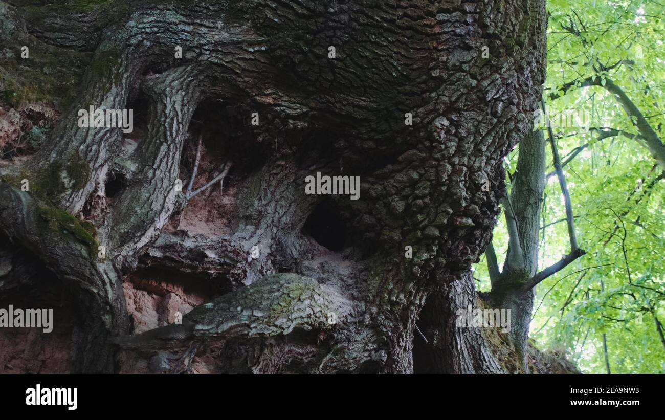 Root ravine hi-res stock photography and images - Alamy