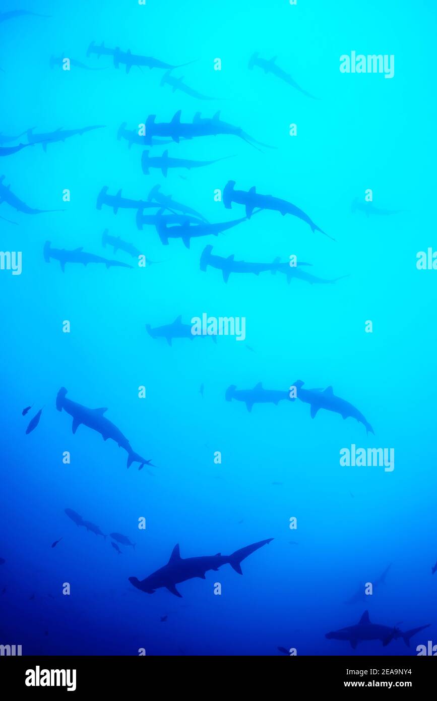 Bow-forehead hammerheads (Sphyrna lewini), school of sharks, Cocos ...
