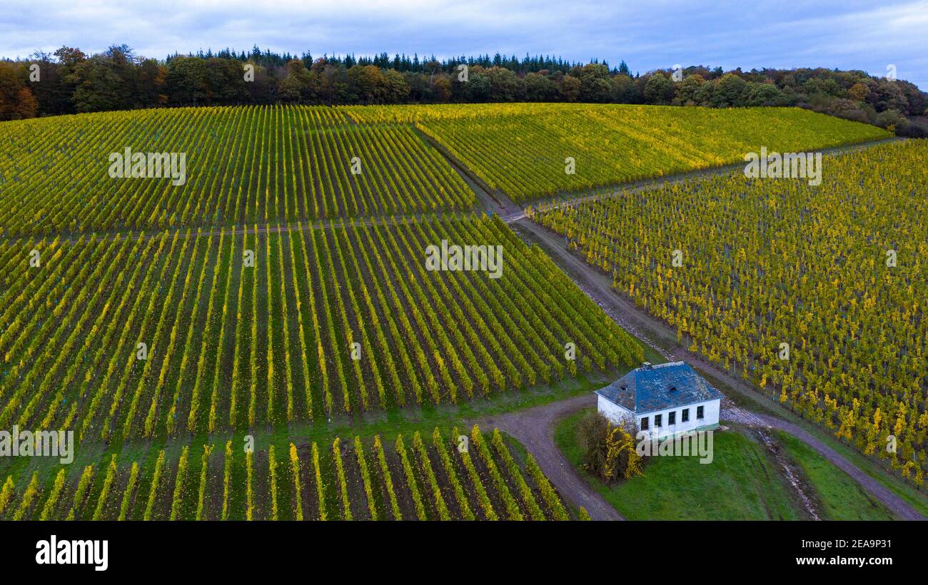 Vineyards near Ayl-Biebelhausent, Saar Valley, Rhineland-Palatinate ...