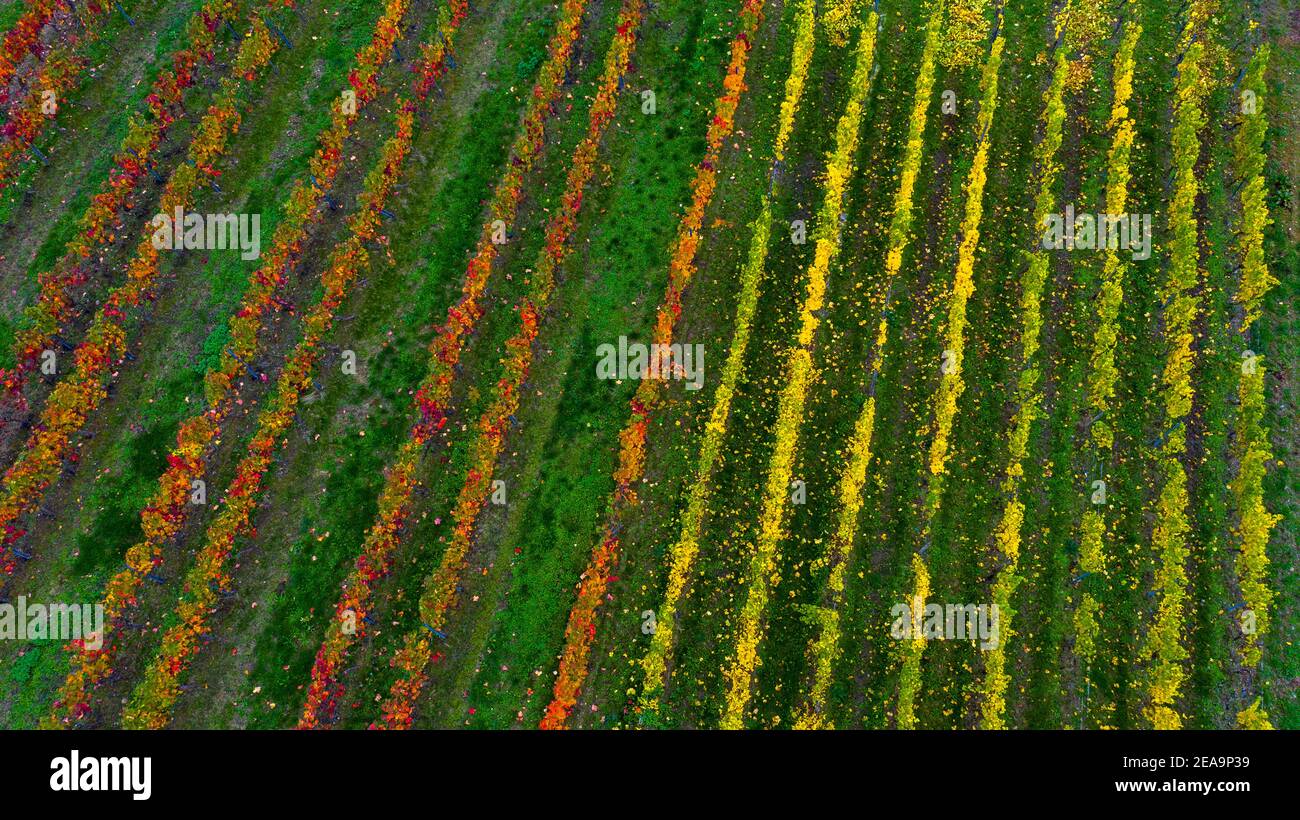 Vineyards near Ayl-Biebelhausent, Saar Valley, Rhineland-Palatinate ...