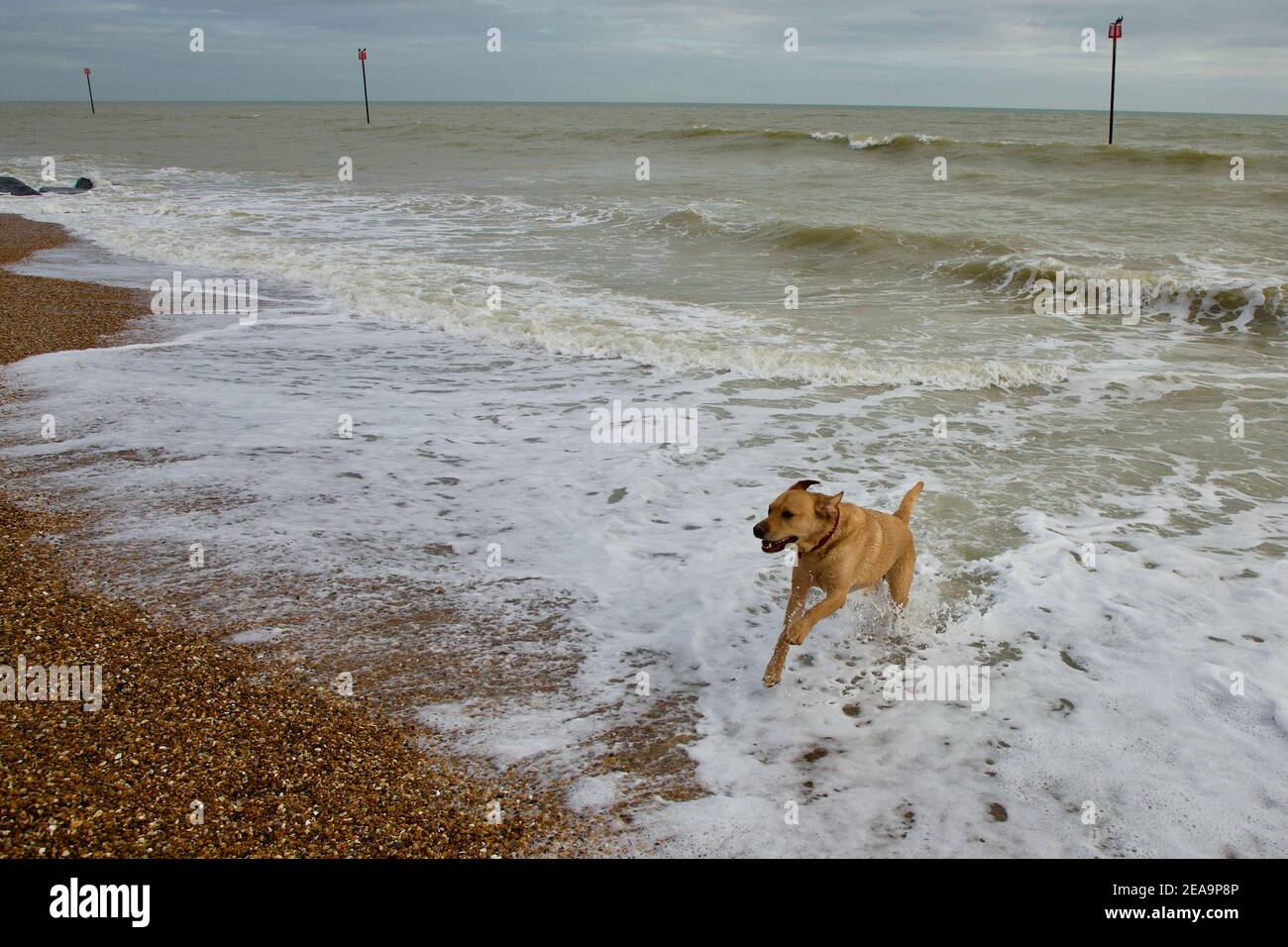 dog playing at the sea Stock Photo - Alamy