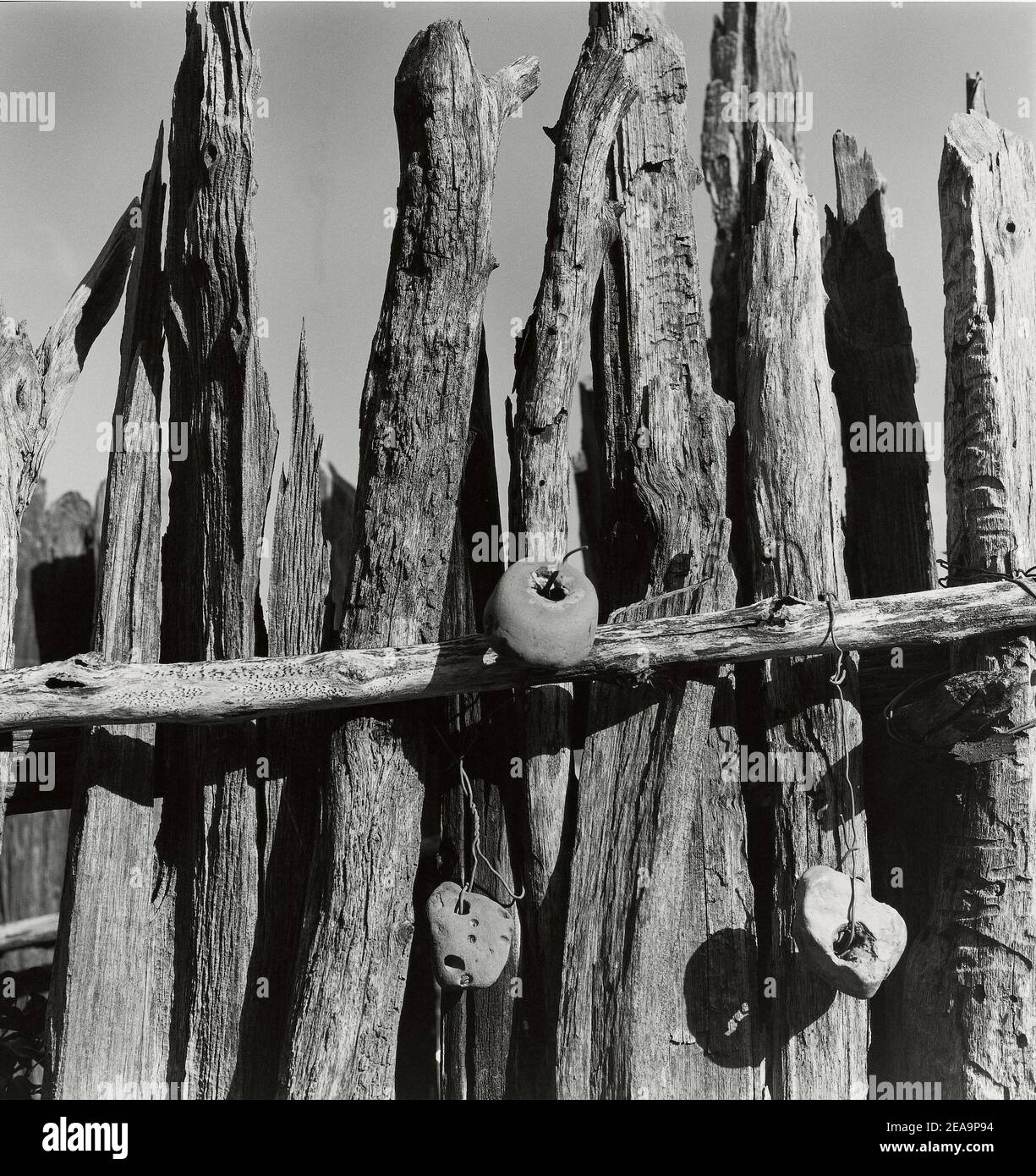 Rustic old wooden fence posts in Falcon, Falcon State, Venezuela;South ...