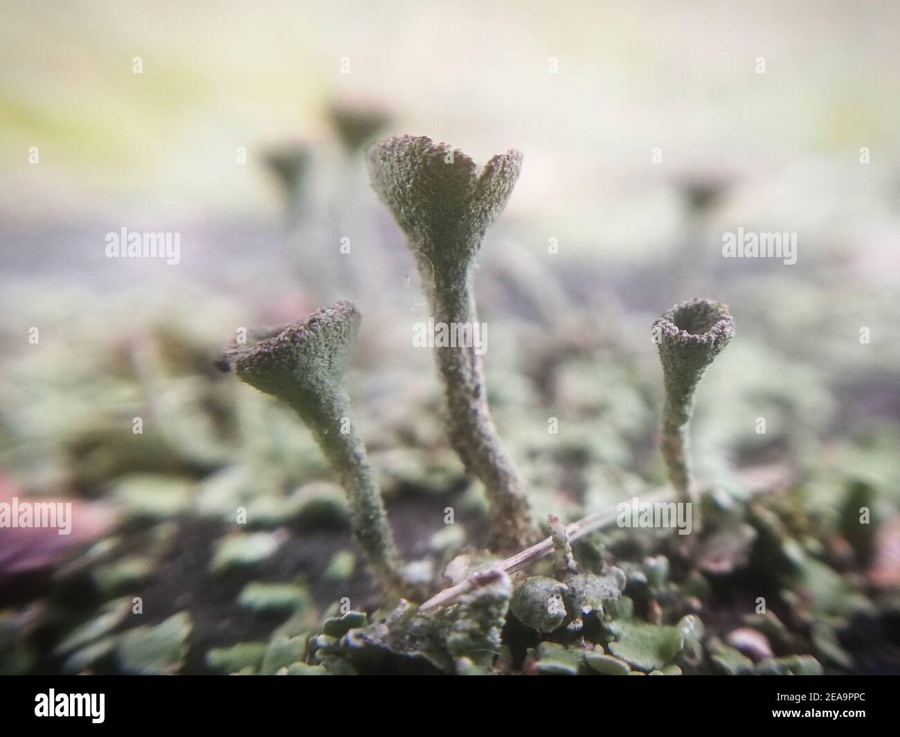 Lichen close up hi-res stock photography and images - Alamy