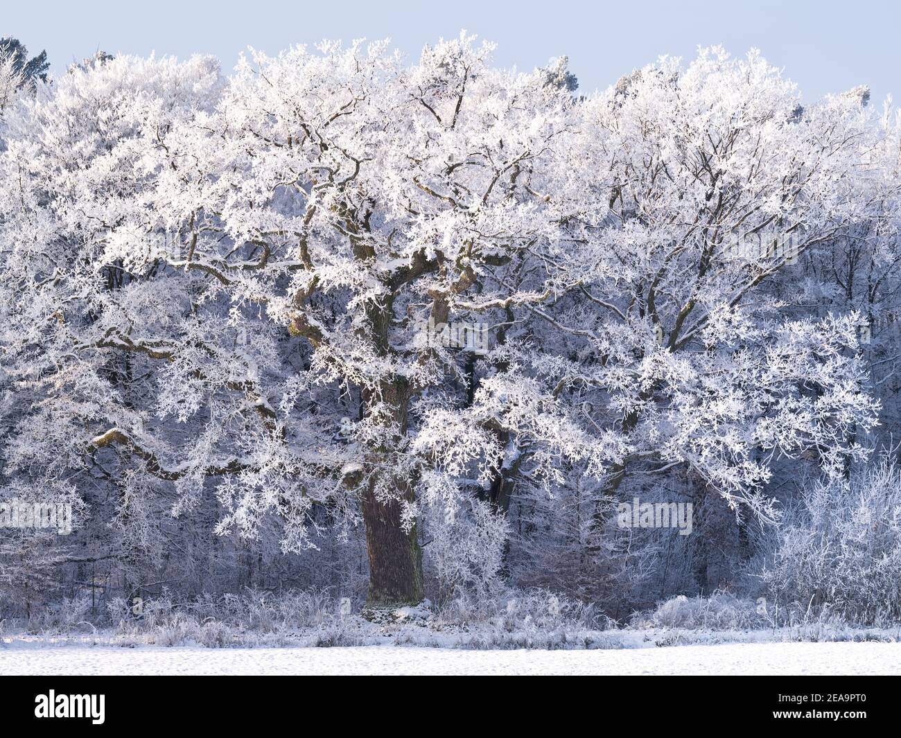 Europe, Germany, Hesse, Marburger Land, Cölbe, Forsthaus Bracht ...