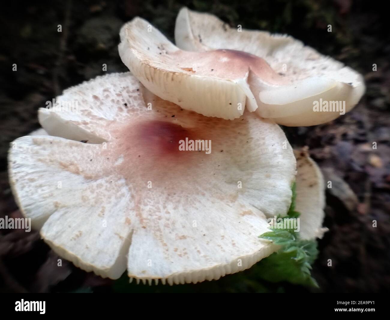 Stinking dapperling. Close-up of nature in the forest, mushrooms Stock ...
