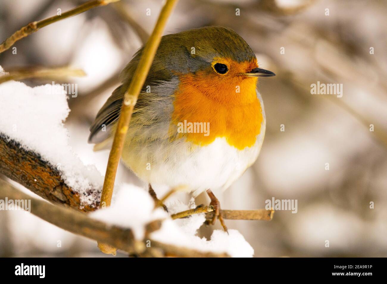 Robin redbreast perched on a twig in bush in the snow, fluffy feathers ...