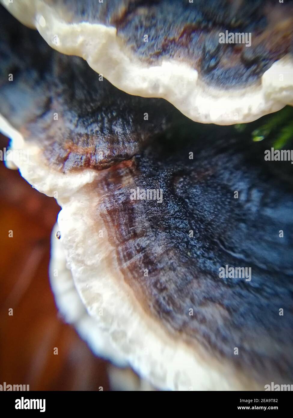 Smoky polypore. Close-up of nature in the forest, mushrooms Stock Photo ...