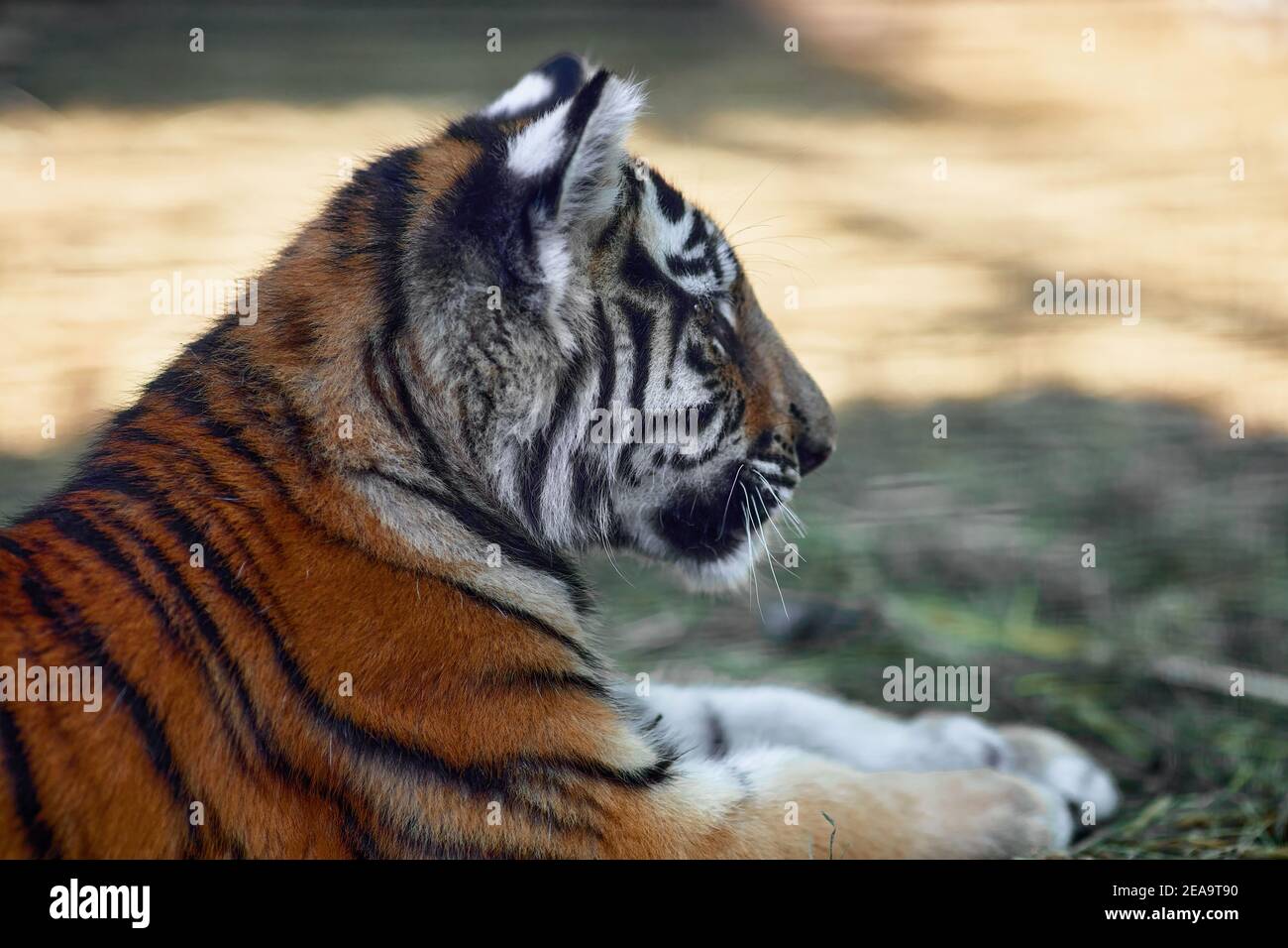 Pretty Tiger cub portrait. Tiger playing around (Panthera tigris Stock ...