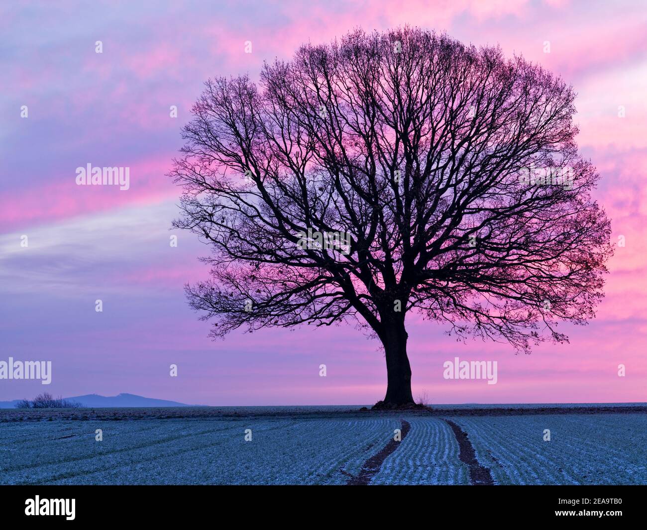 Old english oak in front of winter sky hi-res stock photography and ...