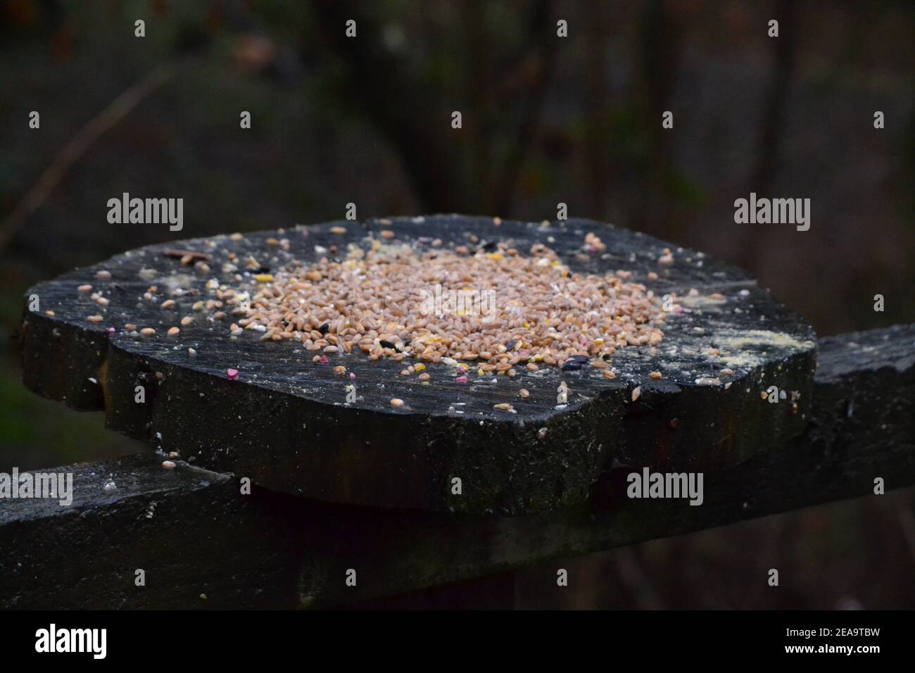 Bird Seed On Bird Feeder - Piece Of Tree - Yorkshire - UK Stock Photo ...