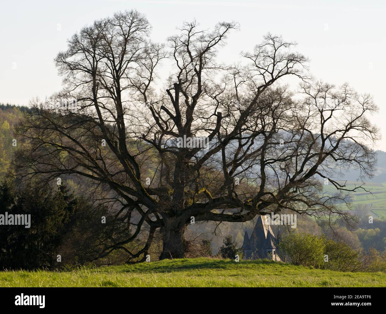 Europe, Germany, Hesse, Marburger Land, the court linden tree in Amönau ...