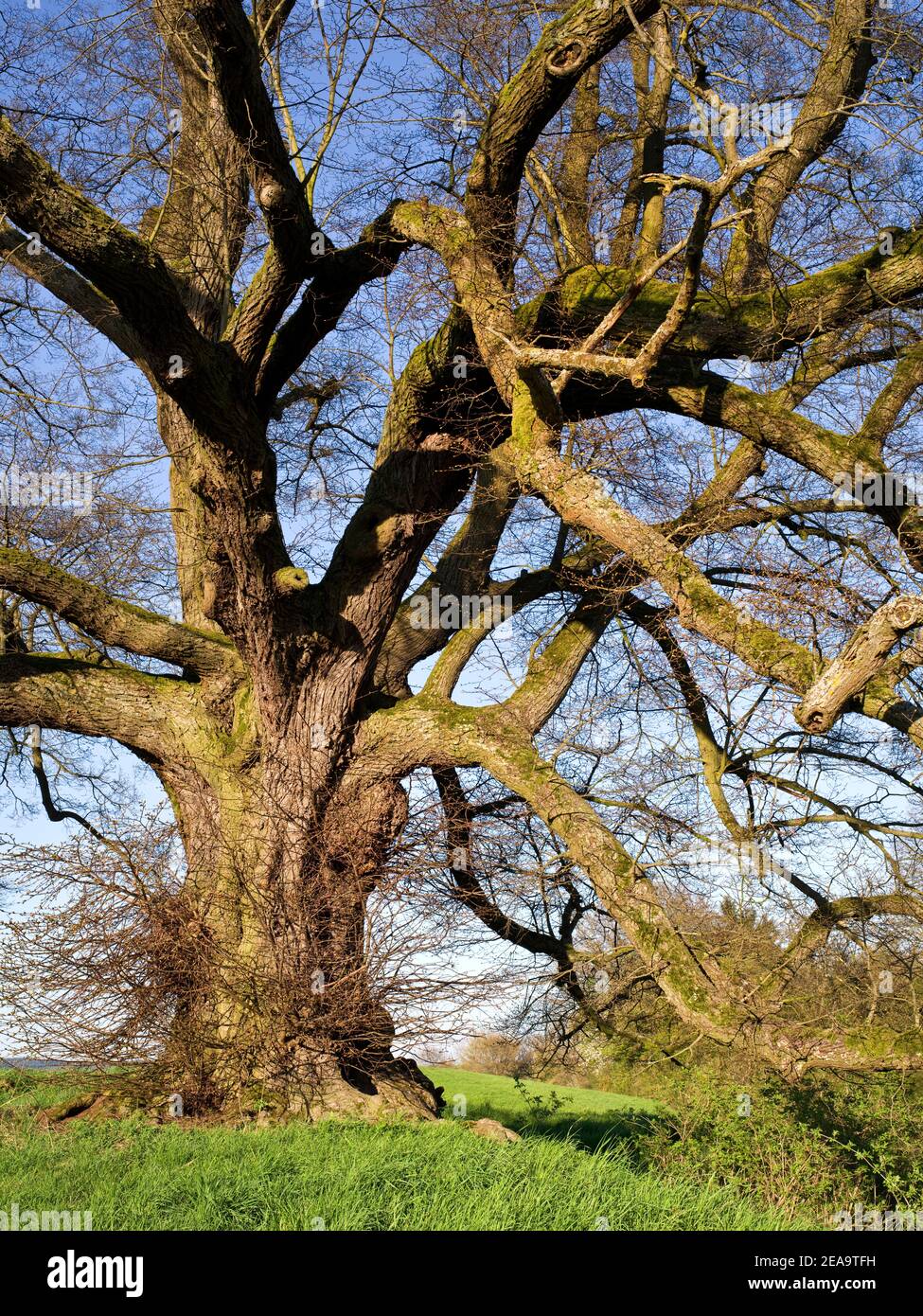 Europe, Germany, Hesse, Marburger Land, the court linden tree in Amönau ...