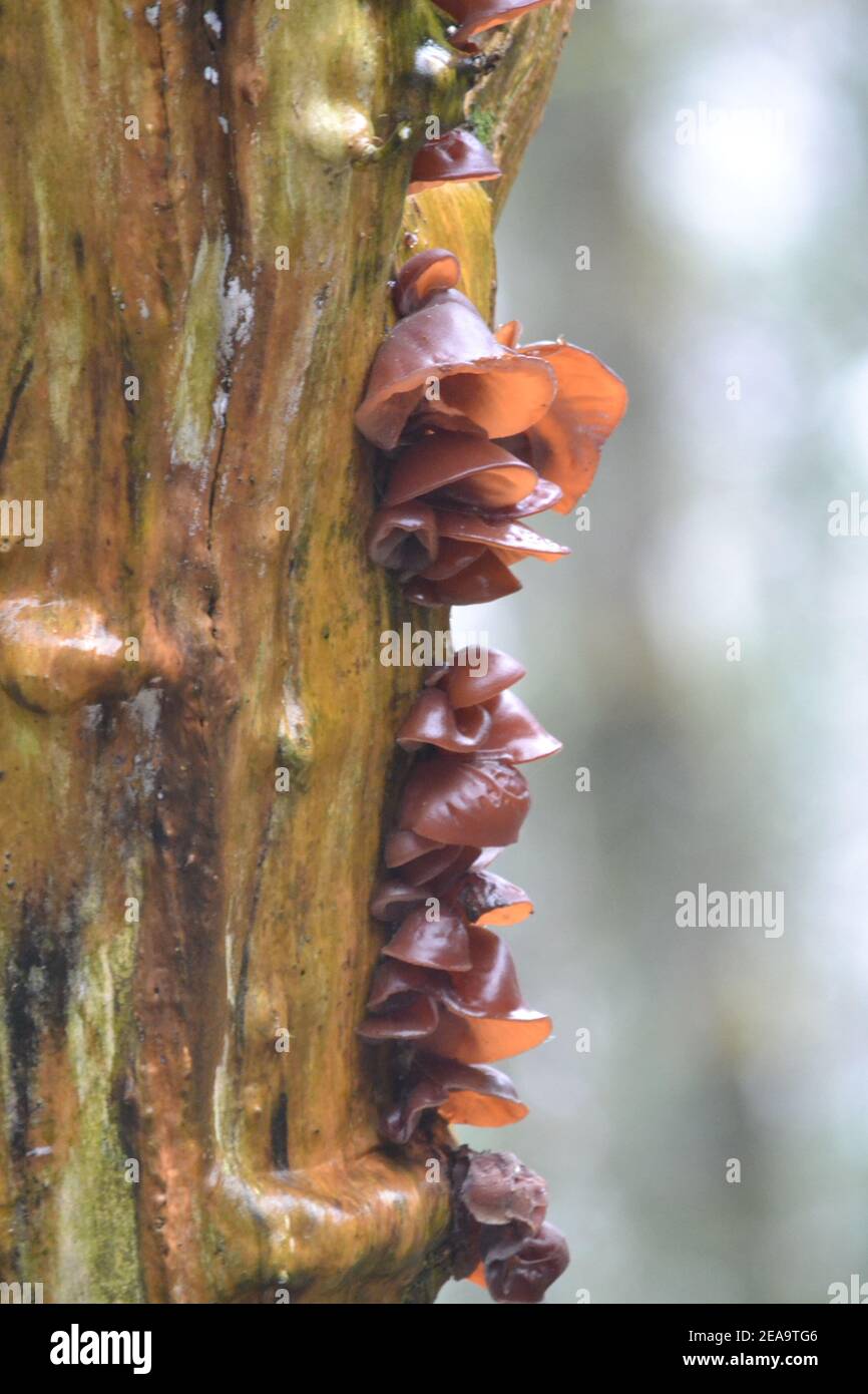 Woods and tree fungi hi-res stock photography and images - Alamy