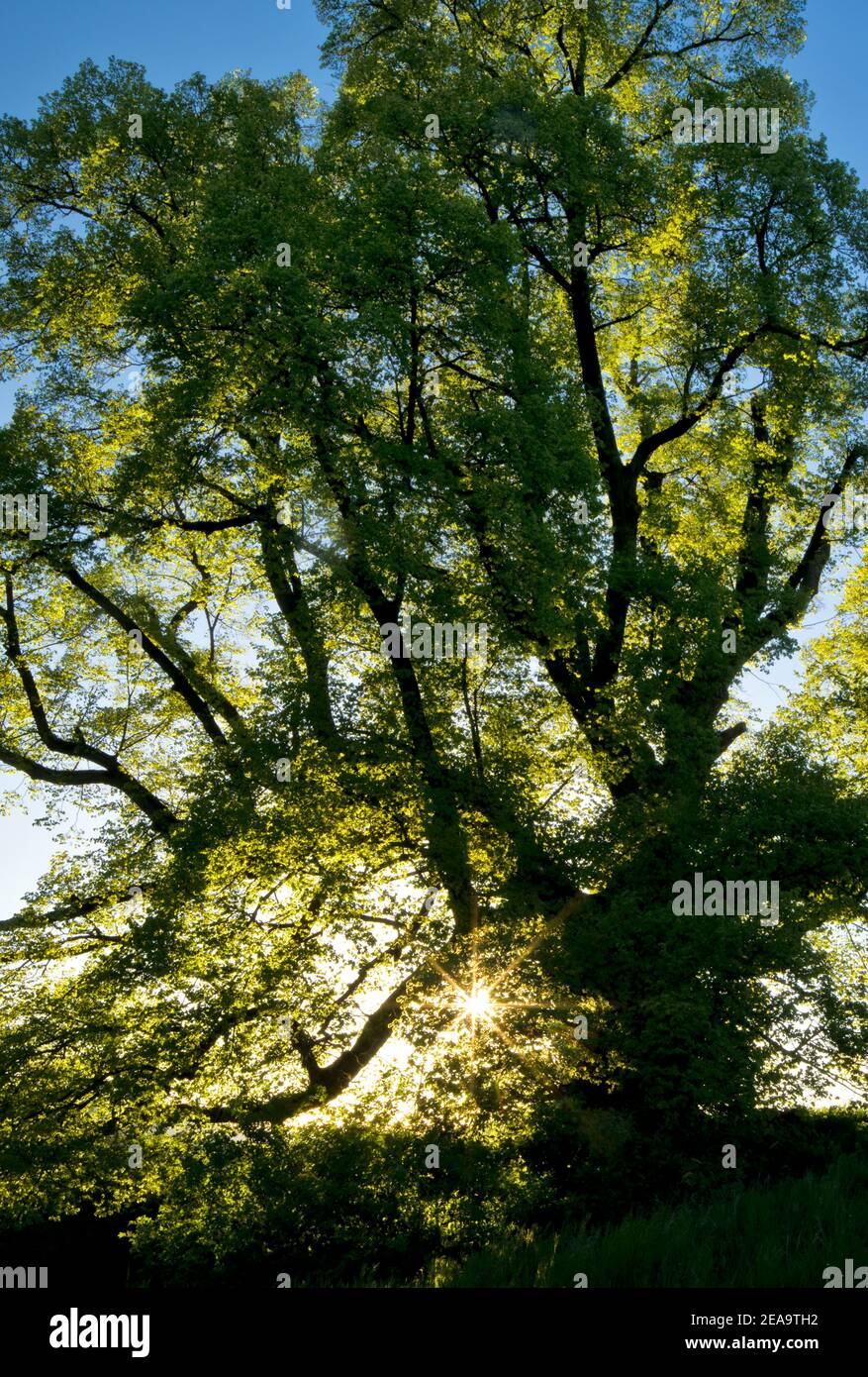Europe, Germany, Hesse, Marburger Land, the court linden tree in Amönau ...