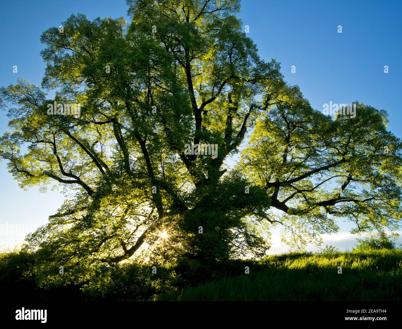 Europe, Germany, Hesse, Marburger Land, the court linden tree in Amönau ...