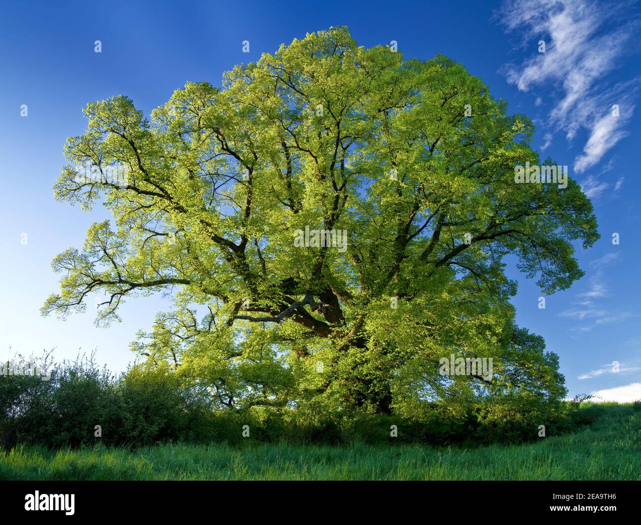 Europe, Germany, Hesse, Marburger Land, the court linden tree in Amönau ...