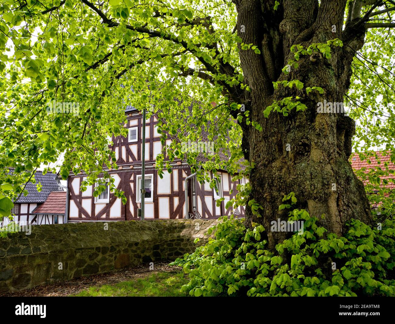 Europe, Germany, Hessen, Marburger Land, old summer linden tree in ...