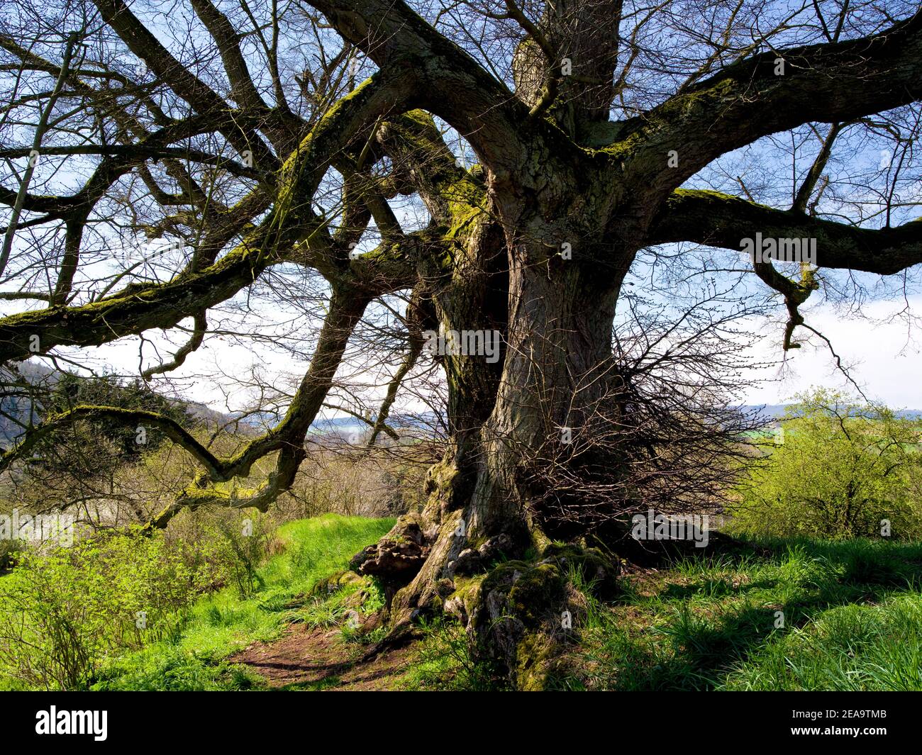 Europe, Germany, Hesse, Marburger Land, the court linden tree in Amönau ...