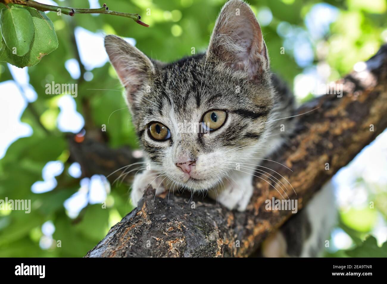 small cat between the leaves in the tree Stock Photo - Alamy