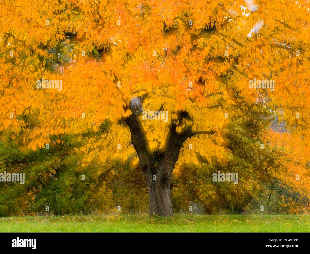 Ockershauser berg nature reserve hi-res stock photography and images ...