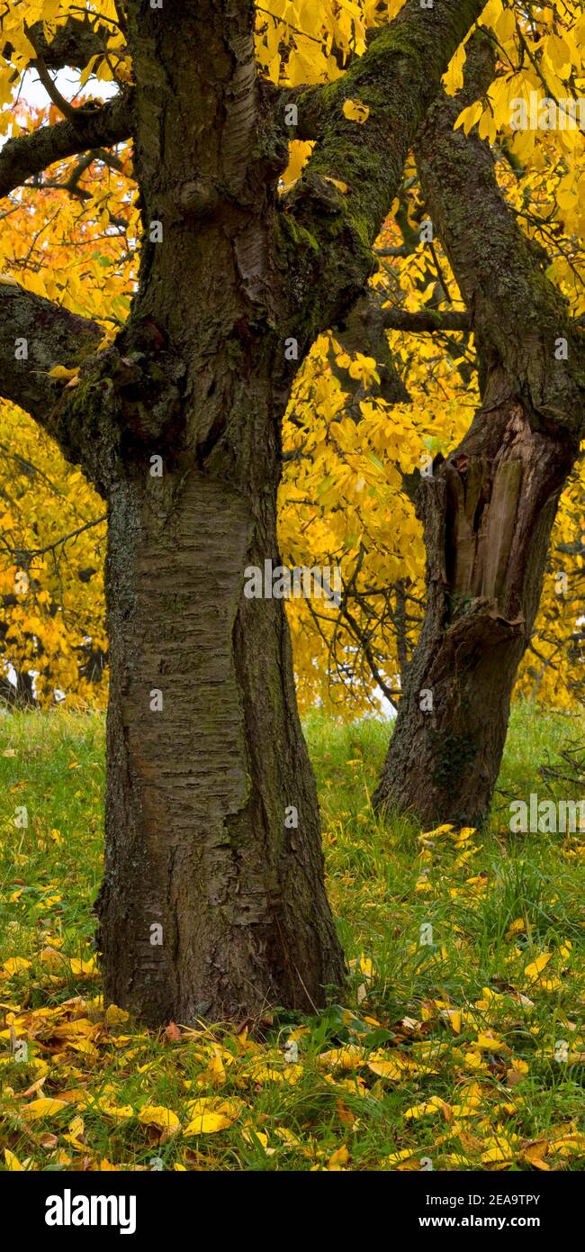 Old cherry trees in autumn leaves hi-res stock photography and images ...