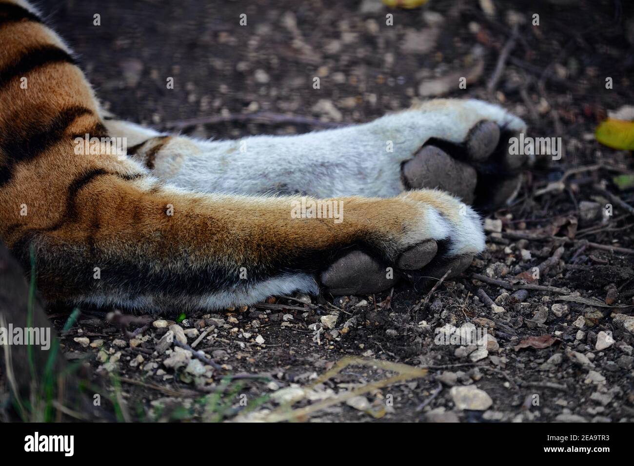 Tiger paw close-up. Big cat paws Stock Photo - Alamy