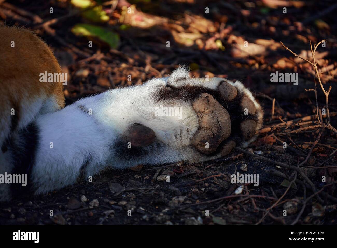 Tiger paw close-up. Big cat paws Stock Photo - Alamy