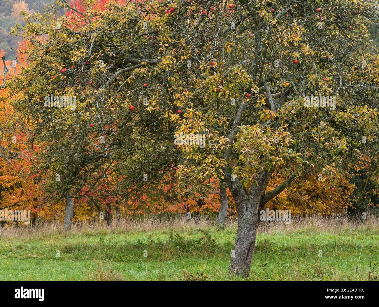 Europe, Germany, Hesse, Marburger Land, Marburg, Ockershäuser Berg ...