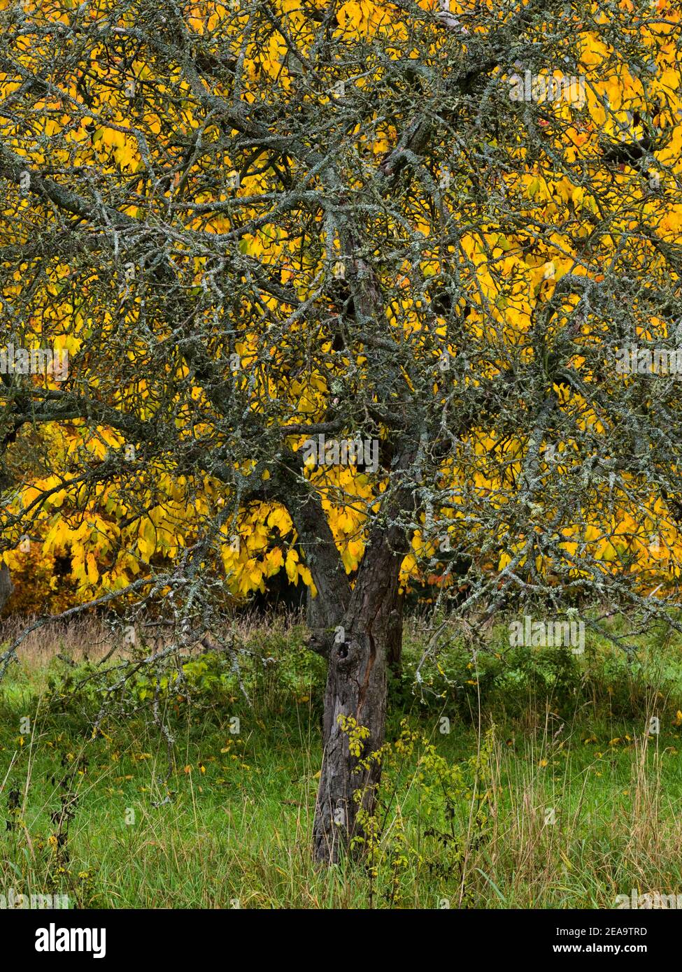 Ockershauser berg nature reserve hi-res stock photography and images ...
