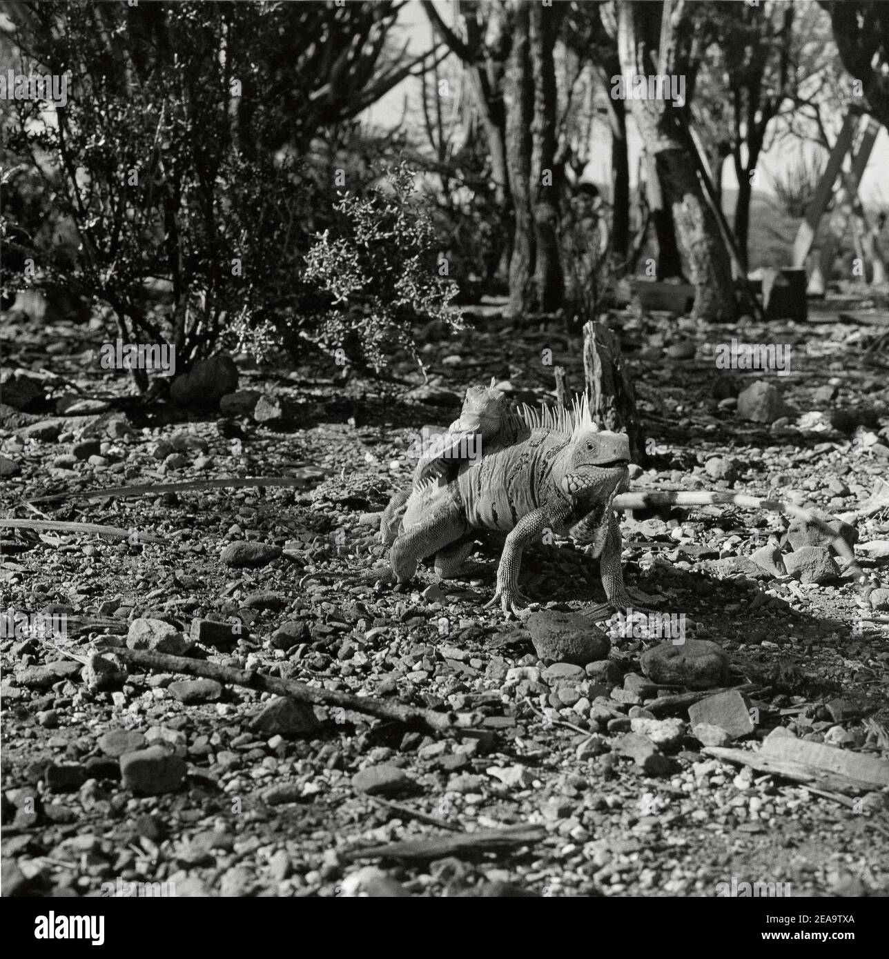 Falcon and cactus hi-res stock photography and images - Alamy