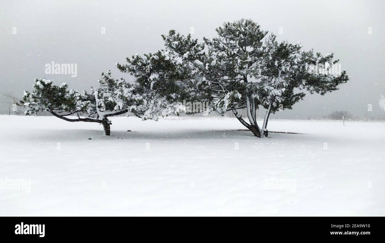 Isolated coniferous trees in a blizzard on a coastal plain covered with ...