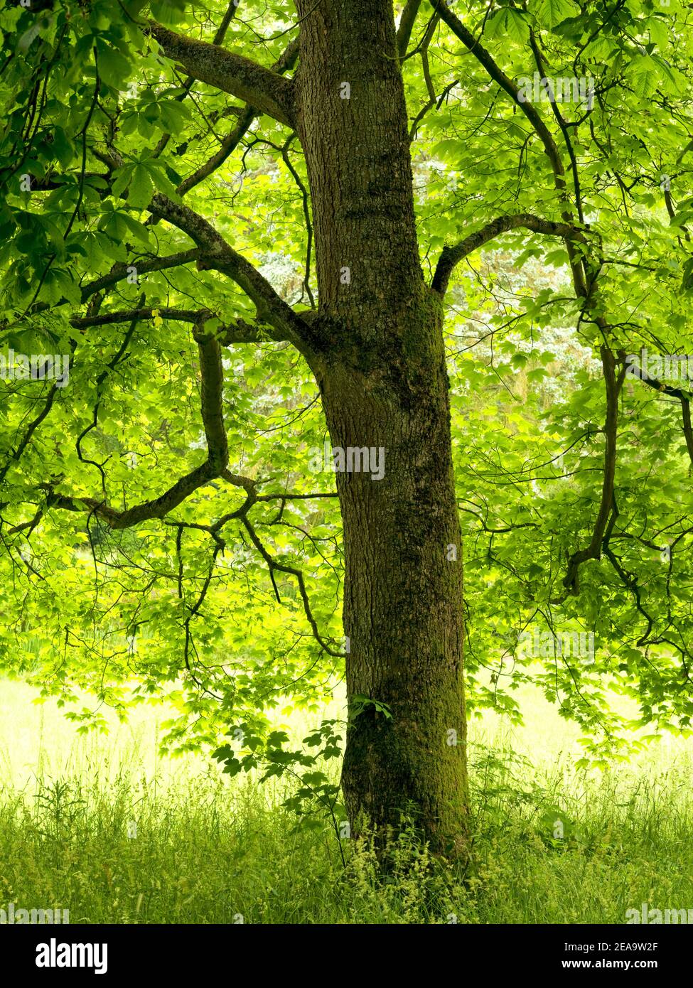 Europe, Germany, Hesse, Marburger Land, Amöneburg nature reserve, old ...