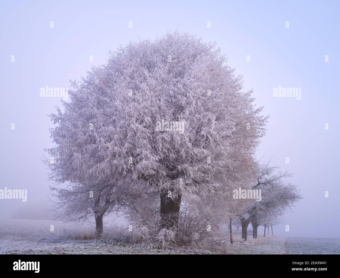 Pollarded willow trees and apple trees in hoarfrost hi-res stock ...