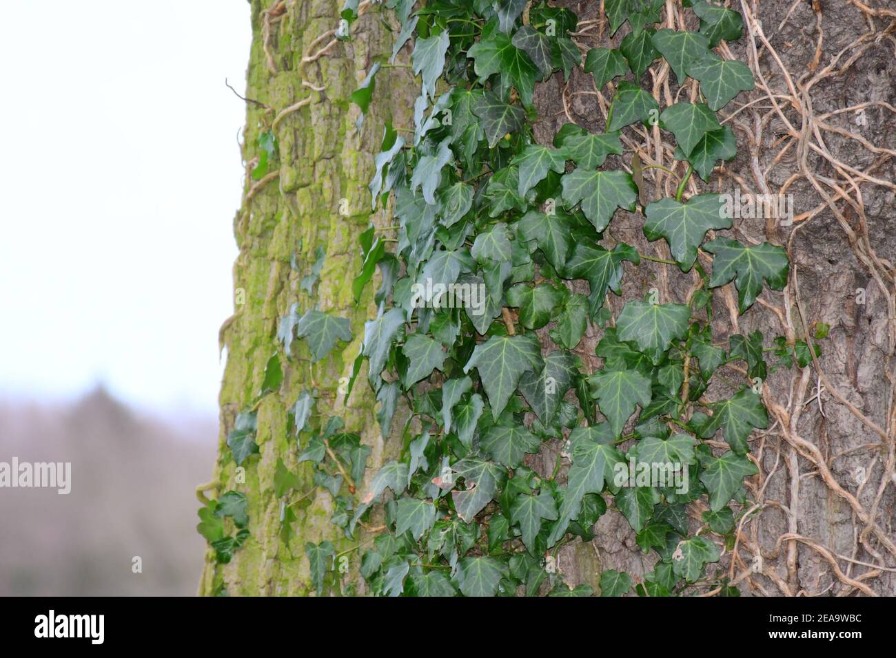 Tree trunk with Ivy growing on it Stock Photo - Alamy