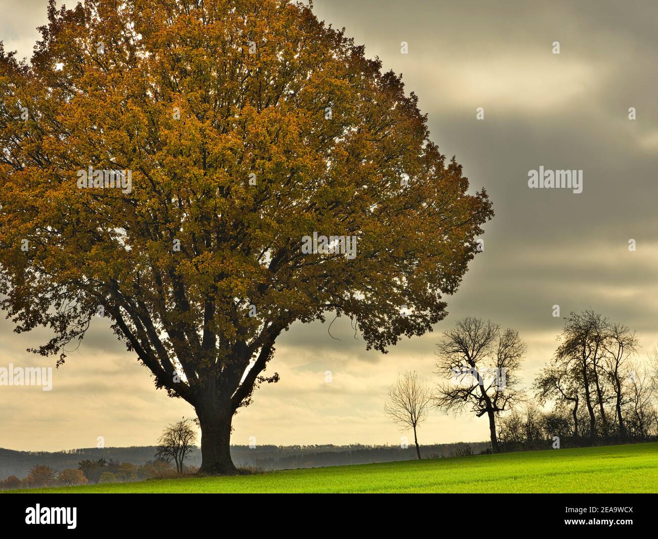 Old english oak in autumn leaves hi-res stock photography and images ...