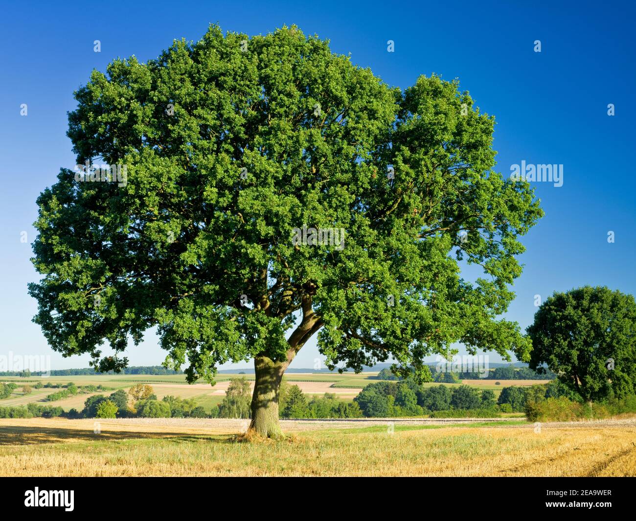 Old solitaire oak hi-res stock photography and images - Alamy