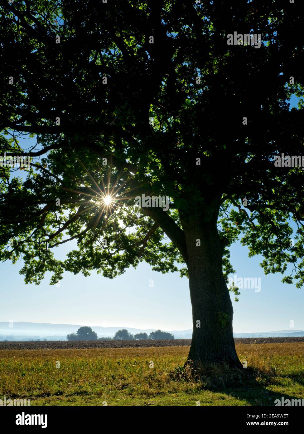 Oak in the backlight hi-res stock photography and images - Alamy
