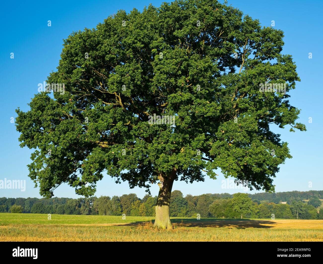 Wasenberg hi-res stock photography and images - Alamy
