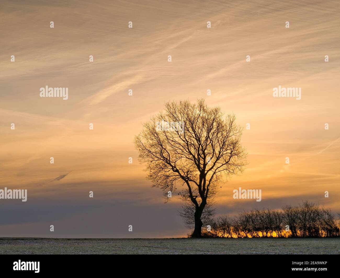 Old solitaire oak hi-res stock photography and images - Alamy