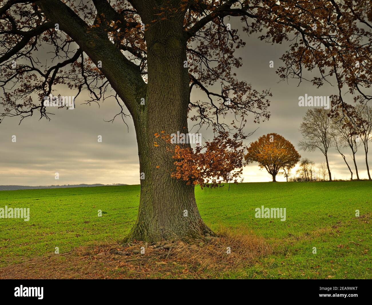Old english oak in autumn hi-res stock photography and images - Alamy