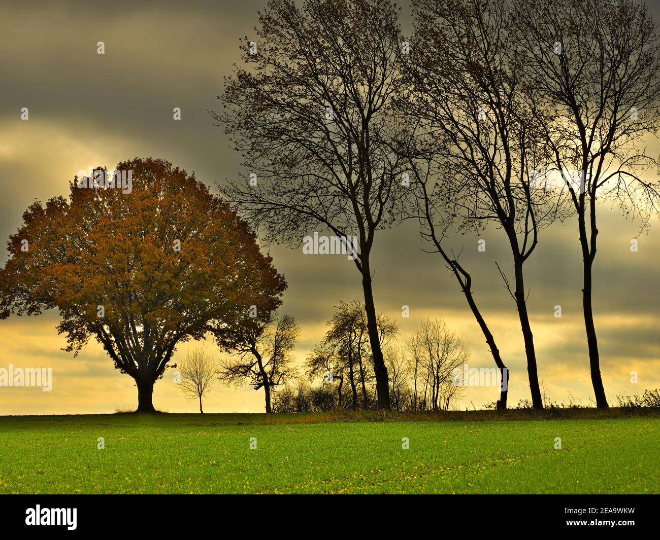 Old english oak in autumn leaves hi-res stock photography and images ...