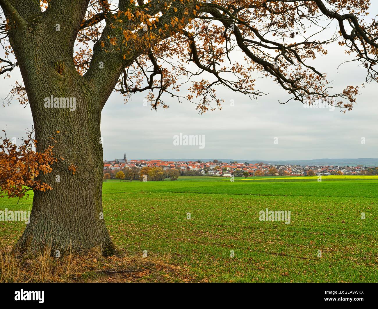 Europe, Germany, Hesse, Schwalm Land, Wasenberg, old English oak in ...