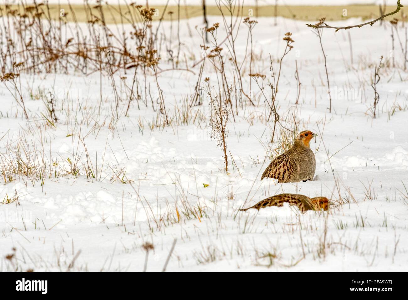 Hungarian partridge hi-res stock photography and images - Alamy