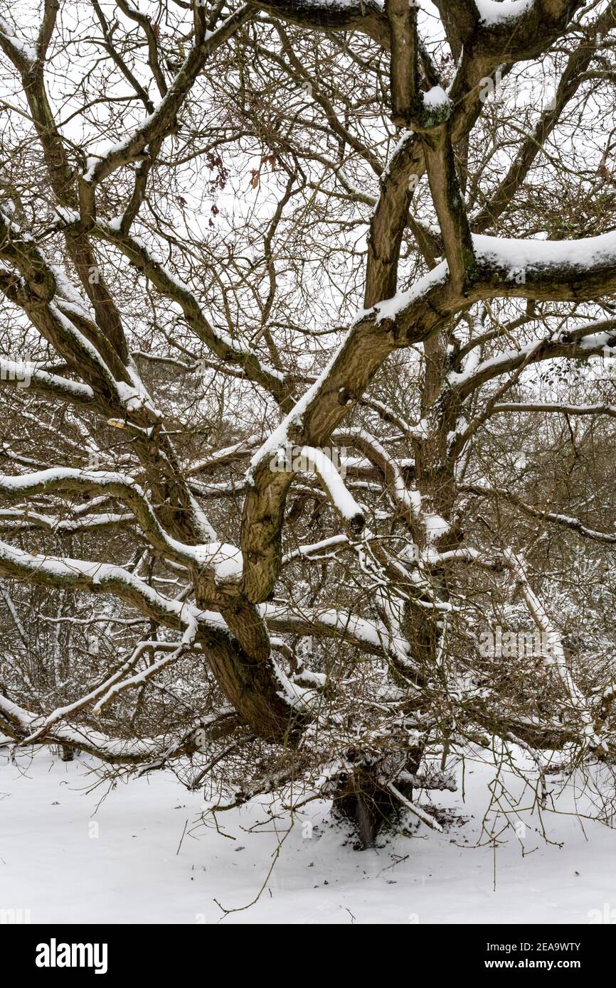 Leafless oak tree, Quercus robur, in snow Stock Photo - Alamy