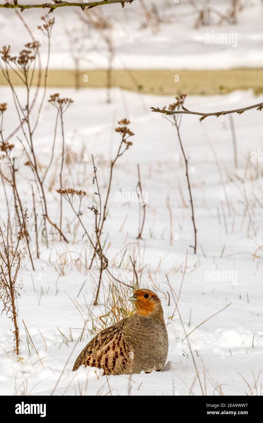 Grey partridge uk hi-res stock photography and images - Alamy