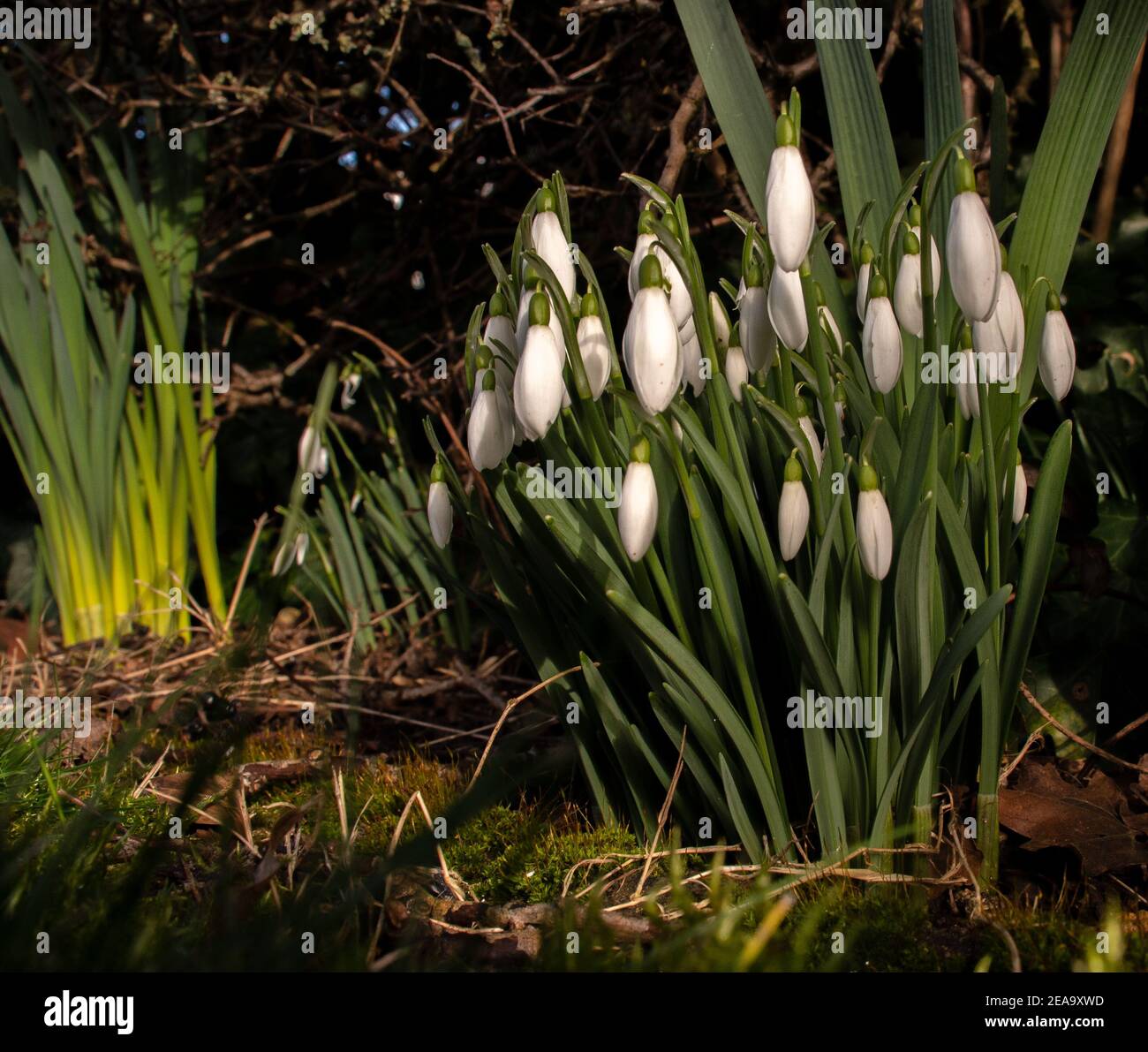 Snowdrops growing in a garden Stock Photo - Alamy